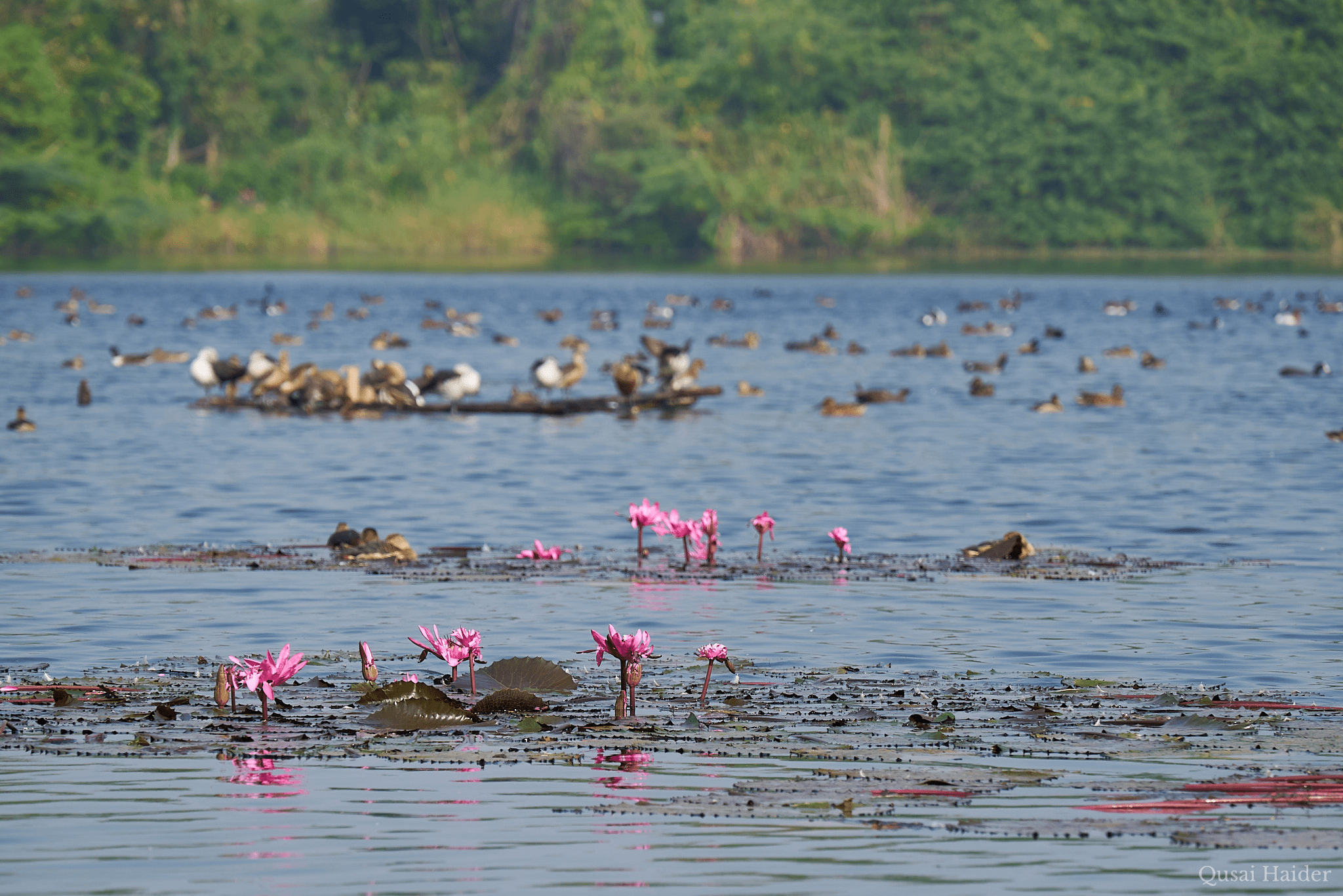 top 10 places to visit in surat - Go travelinglife